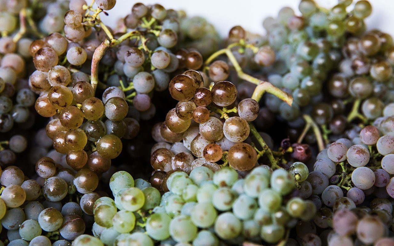 Klimaforandringer i glasset: Vejen til dansk vins succes hedder Solaris